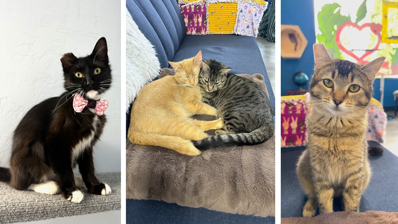 New Member Profile: Eugene Springfield Cat Lounge - Springfield Bottom Line