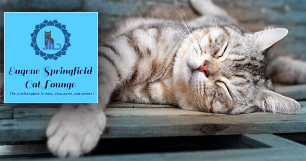 New Member Profile: Eugene Springfield Cat Lounge - Springfield Bottom Line