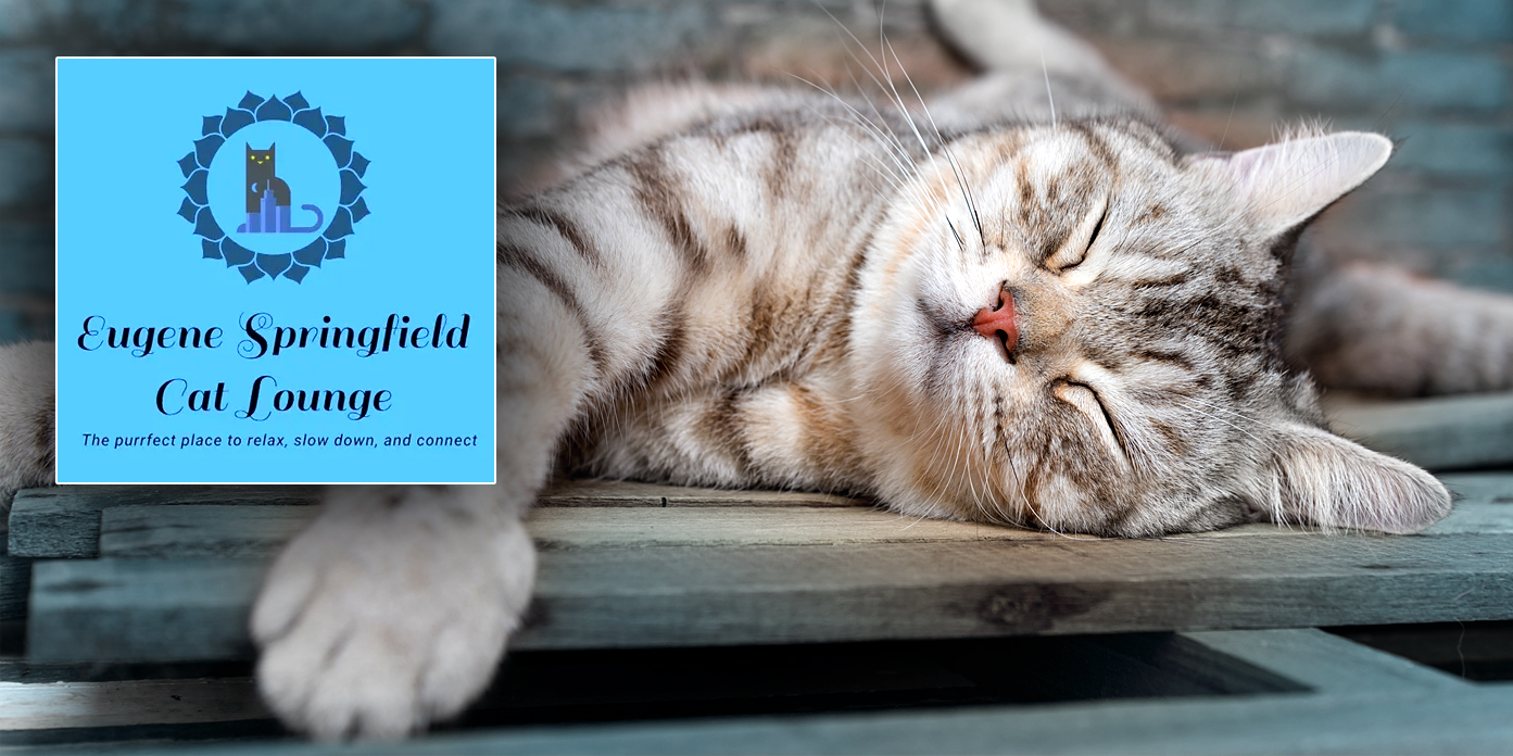 New Member Profile: Eugene Springfield Cat Lounge - Springfield Bottom Line