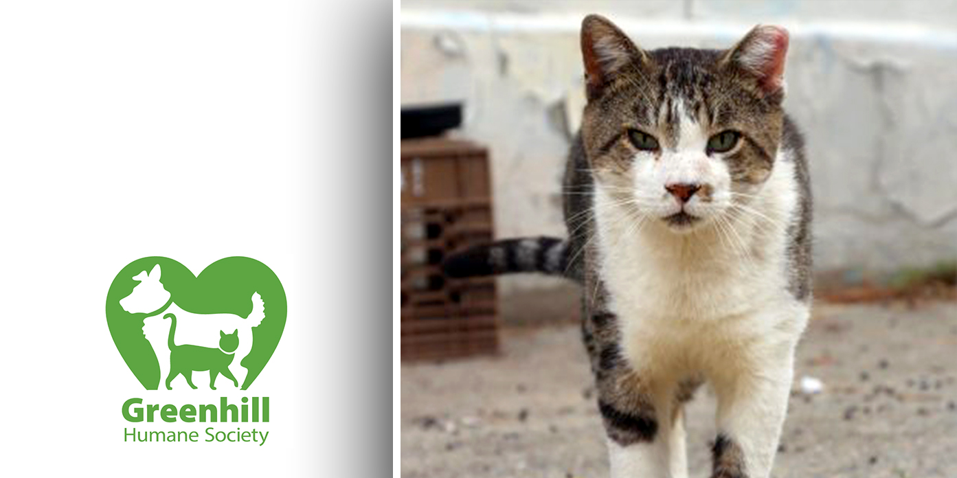 Greenhill and Partners Hold A Trap-Neuter-Return Event for Large ...