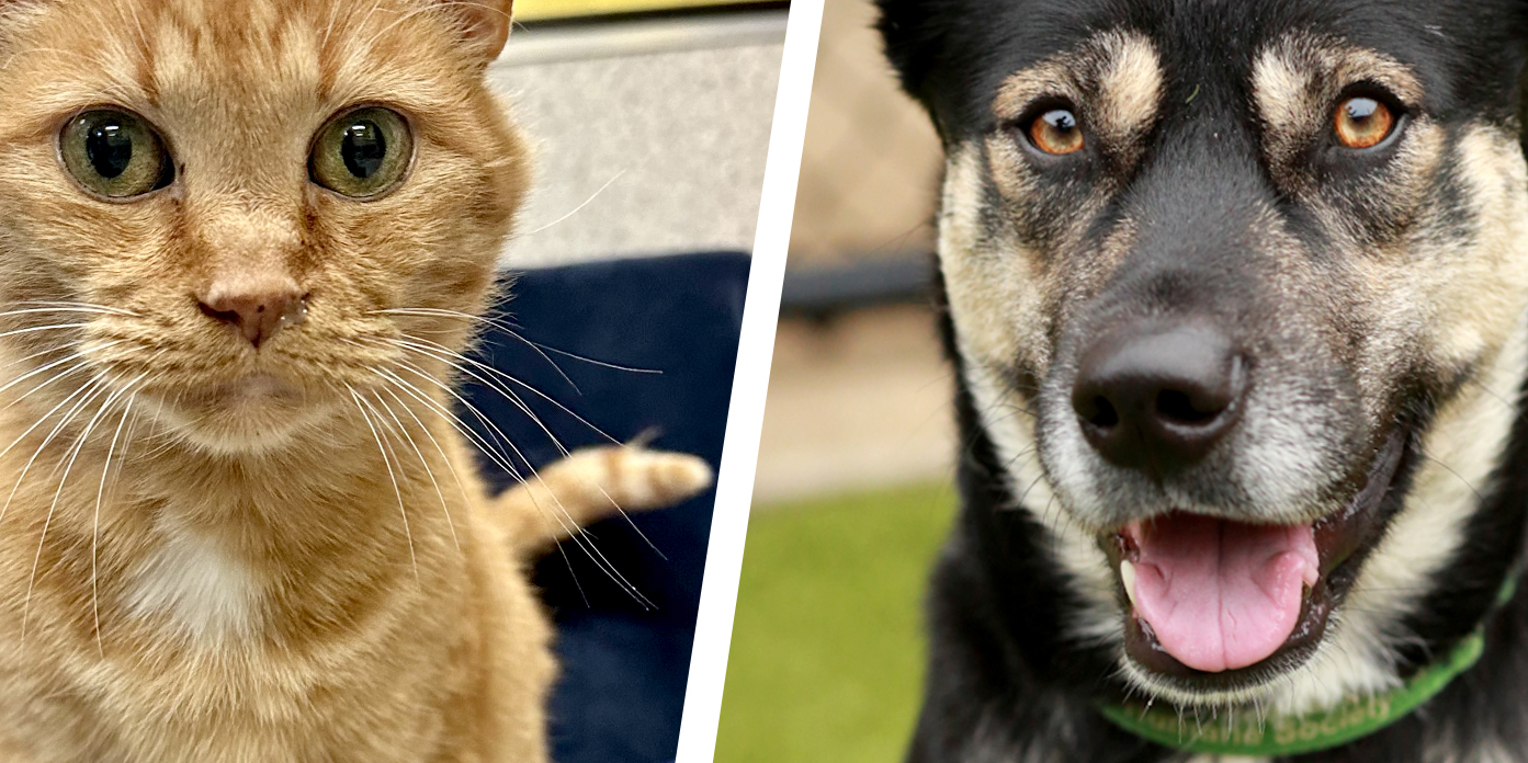 Thanksgiving Safety Tips for Pets - Springfield Bottom Line