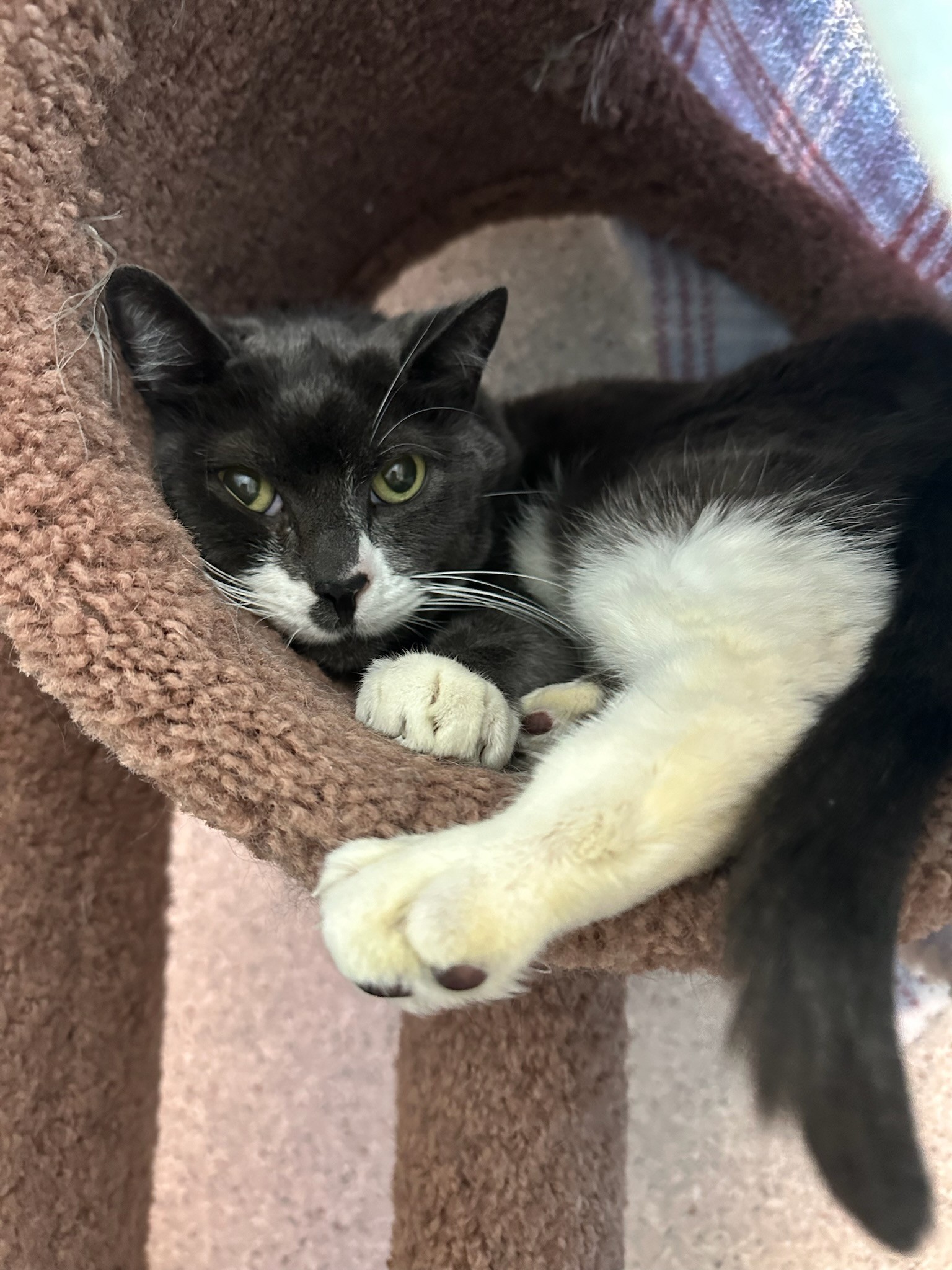 Greenhill Humane Society Hopes to Find Shelter Animals Homes for the ...