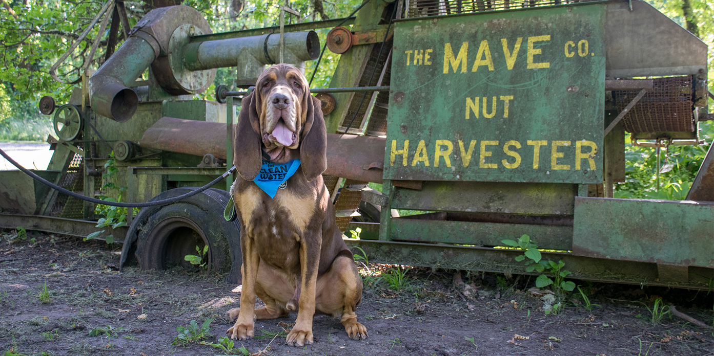 Is Your Pooch a Calendar Star? Enter Springfield’s Canine Photo Contest ...