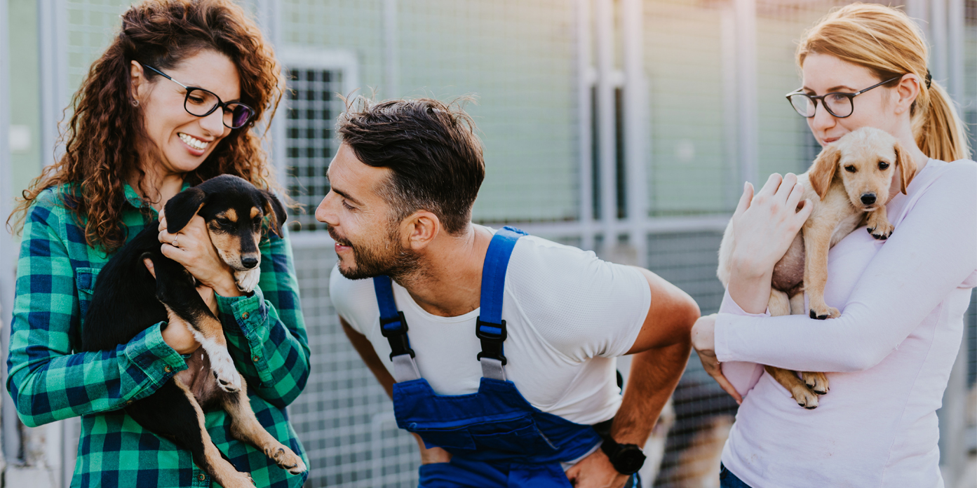 Sheppard Auto Group and Wiggly Tails Host Dog Adoption Event Sunday ...