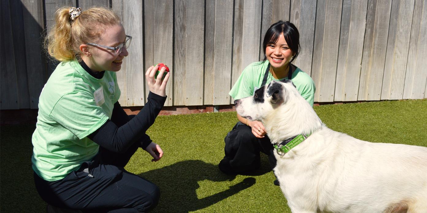 Greenhill Humane Society Celebrates National Volunteer Appreciation ...